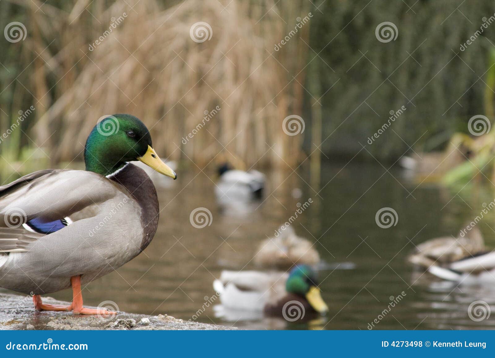 Ducks in Pond stock photo. Image of standing, animal, water - 4273498