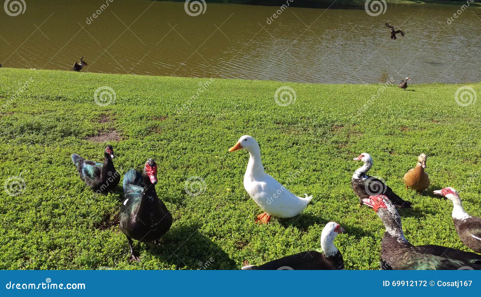 Ducks stock photo. Image of pond, waterfowl, bird, water - 69912172