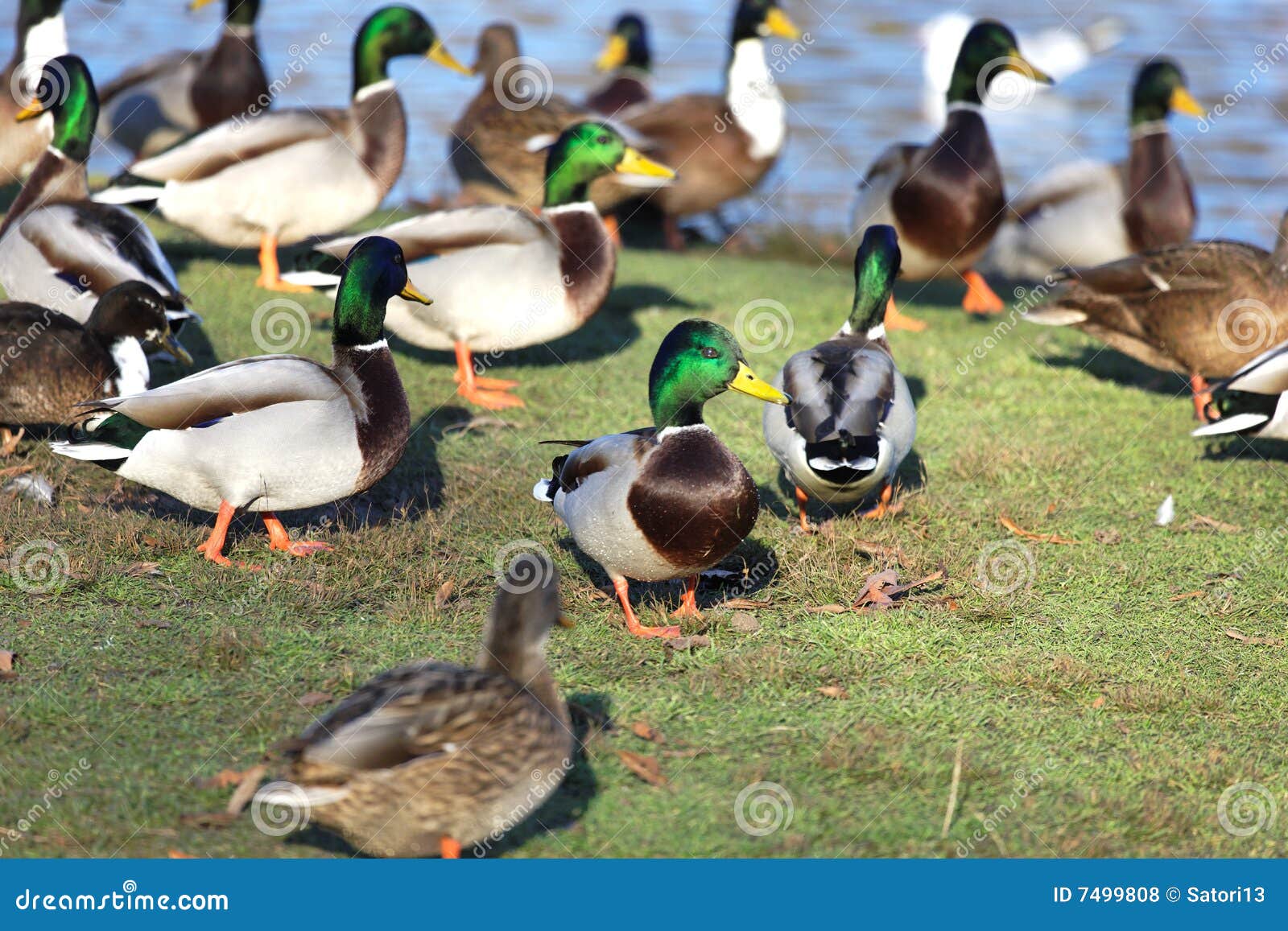Ducks in the pond stock photo. Image of animals, waterbird - 7499808