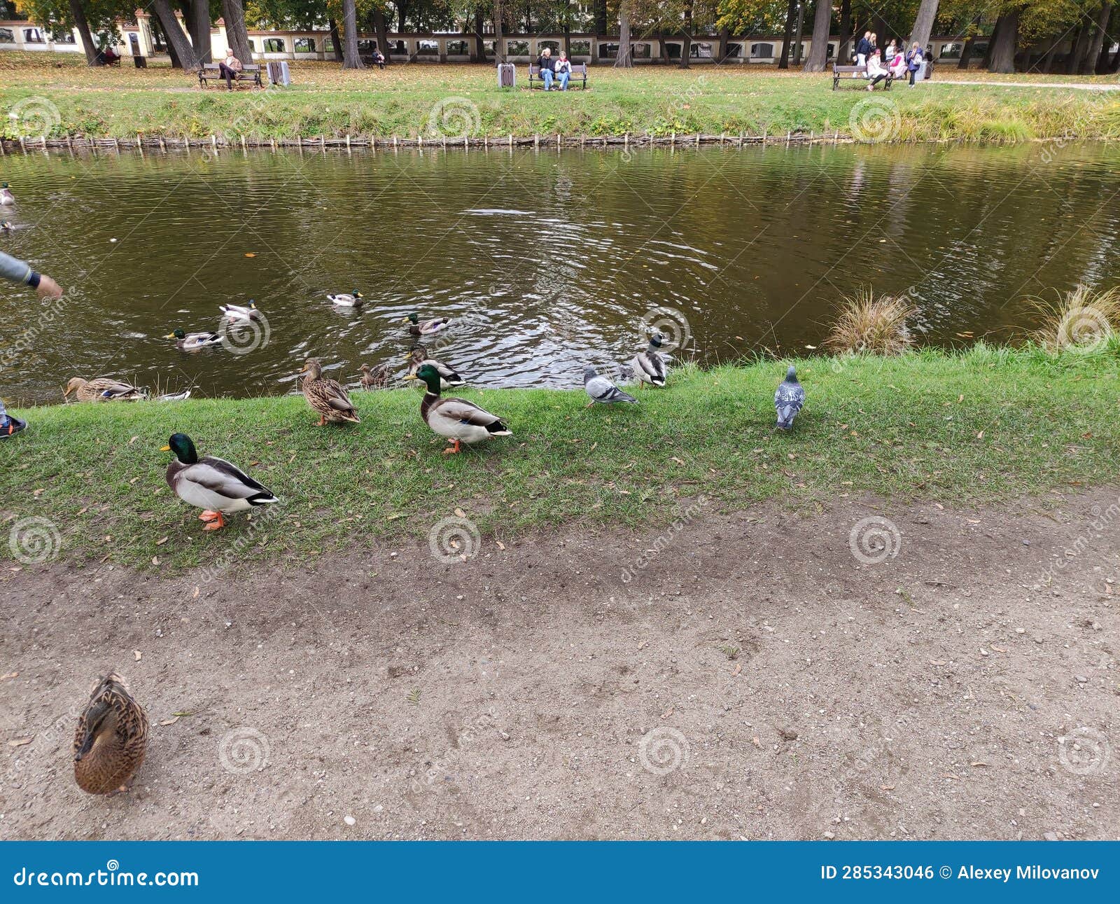 Ducks in a Pond in a City Park. Duck Feeding Stock Photo - Image of ...