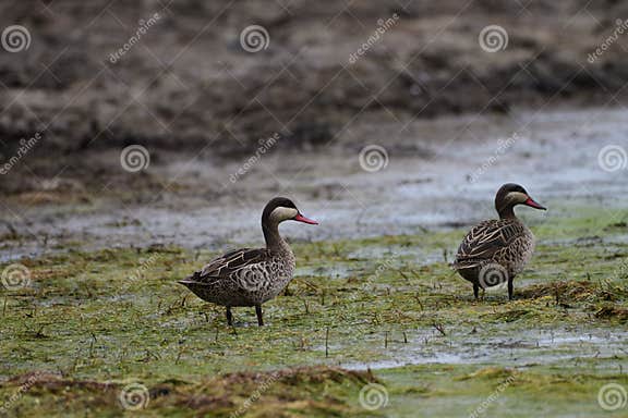 Ducks in the Pond Covered with Moss Stock Image - Image of bird, wild ...