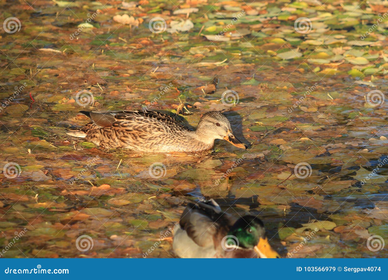 Ducks on a pond stock image. Image of green, natural - 103566979