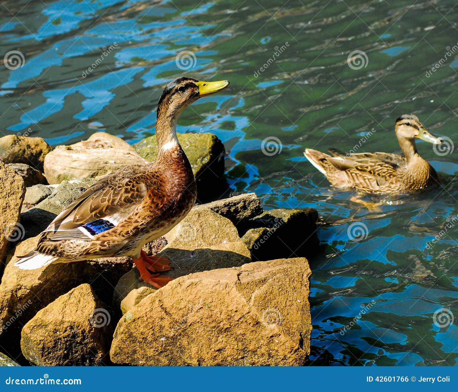 Ducks on a Pond. stock photo. Image of exploration, pond - 42601766