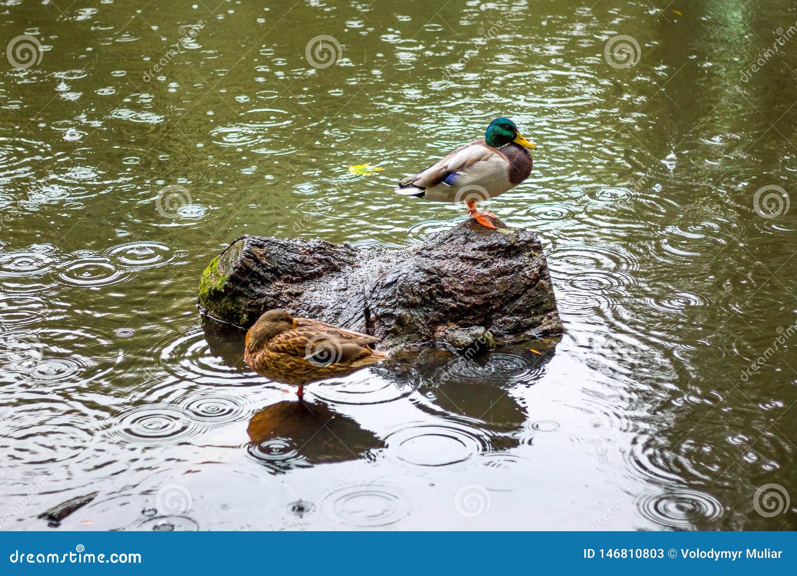 Ducks in the Pond during Heavy Rain in the Fall_ Stock Image - Image of ...