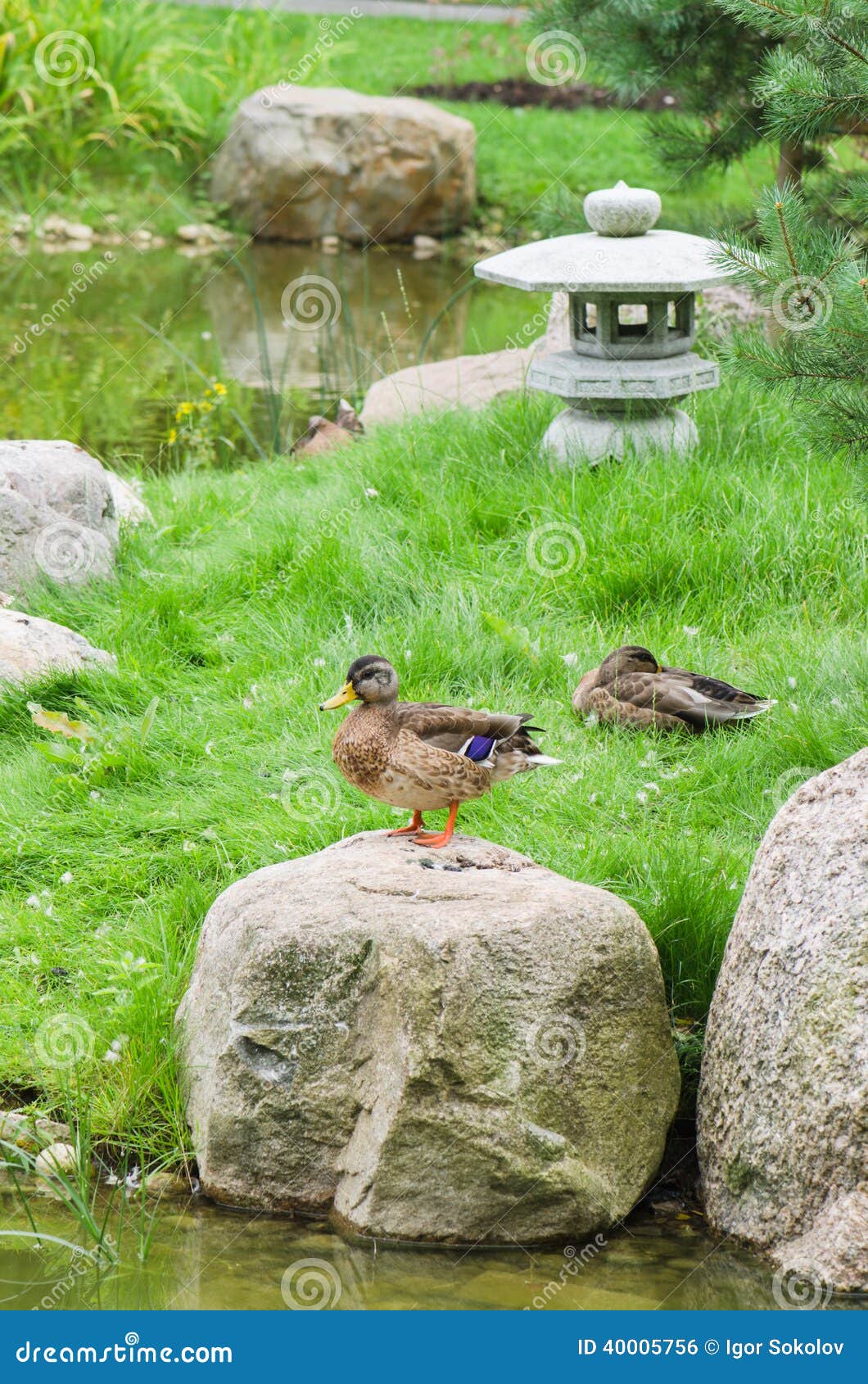 Ducks at a Pond in Japanese Style Stock Photo - Image of oriental, duck ...