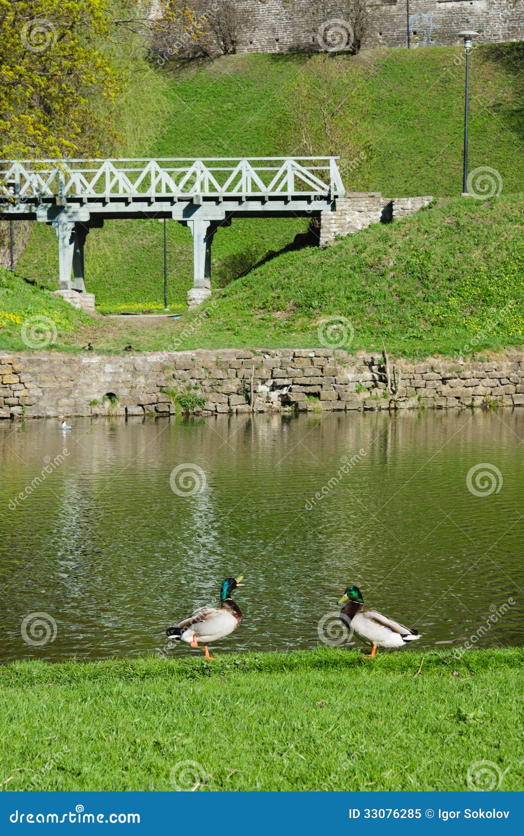 Ducks on the pond in park stock image. Image of blue - 33076285