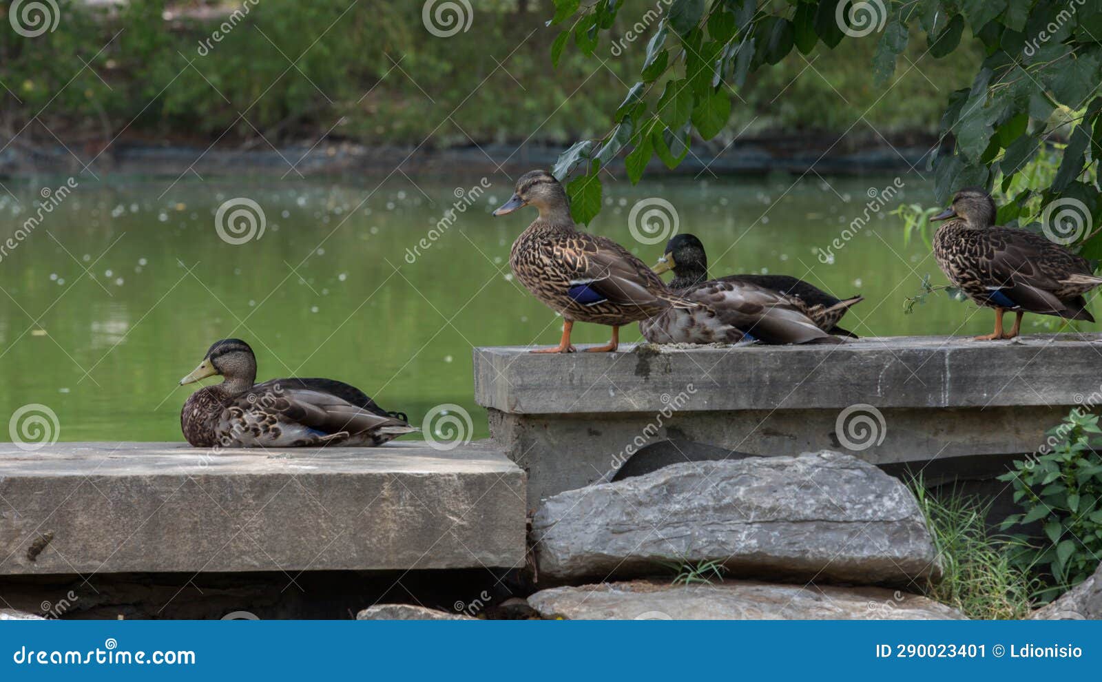 Ducks at a Pond Sitting on a Ledge in Tennessee Stock Image - Image of ...