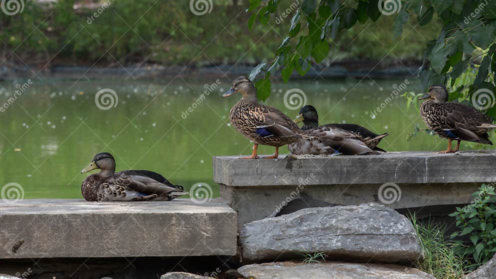 Ducks at a Pond Sitting on a Ledge in Tennessee Stock Image - Image of ...