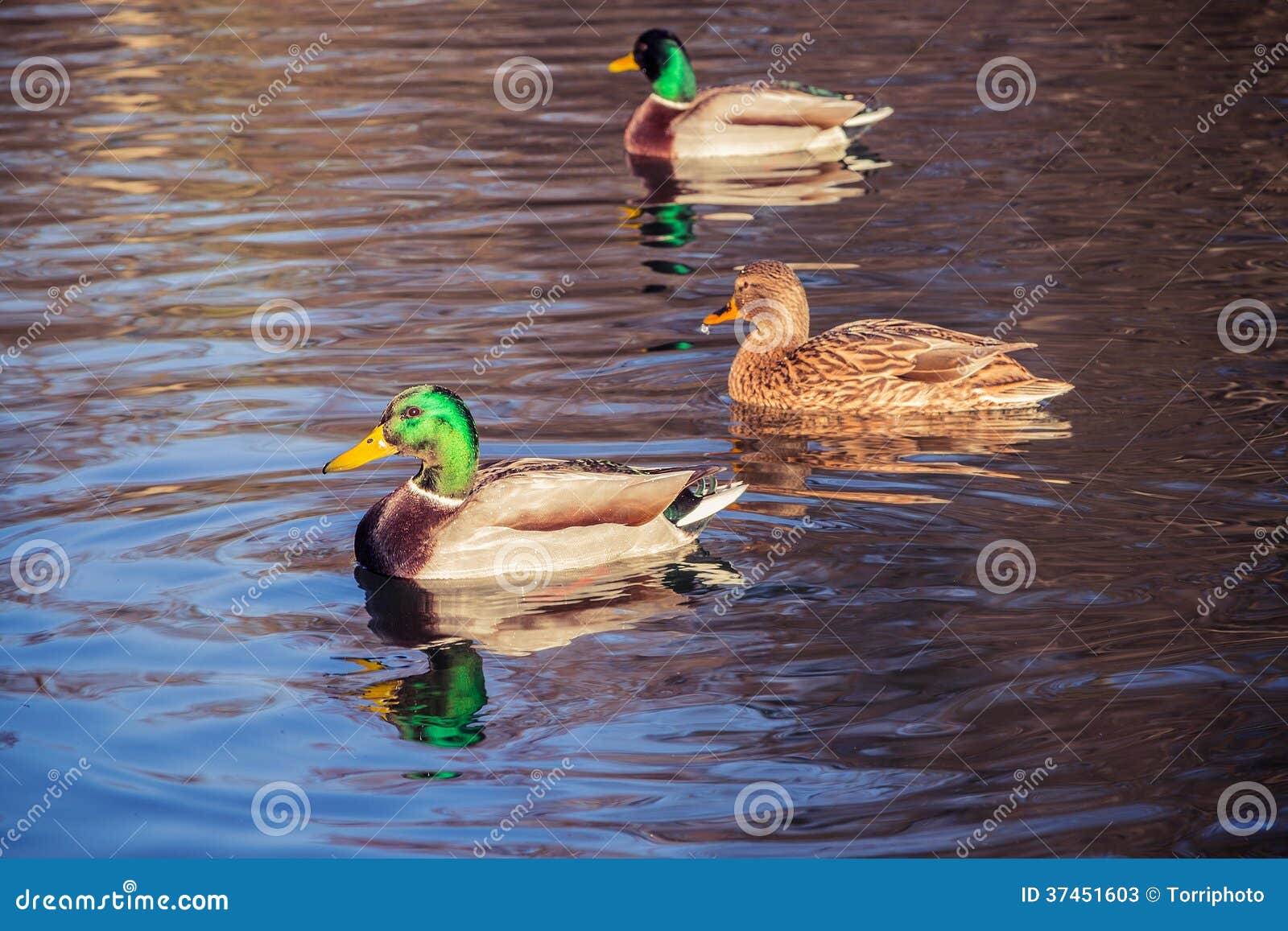 Ducks on a pond stock image. Image of duckling, beak - 37451603