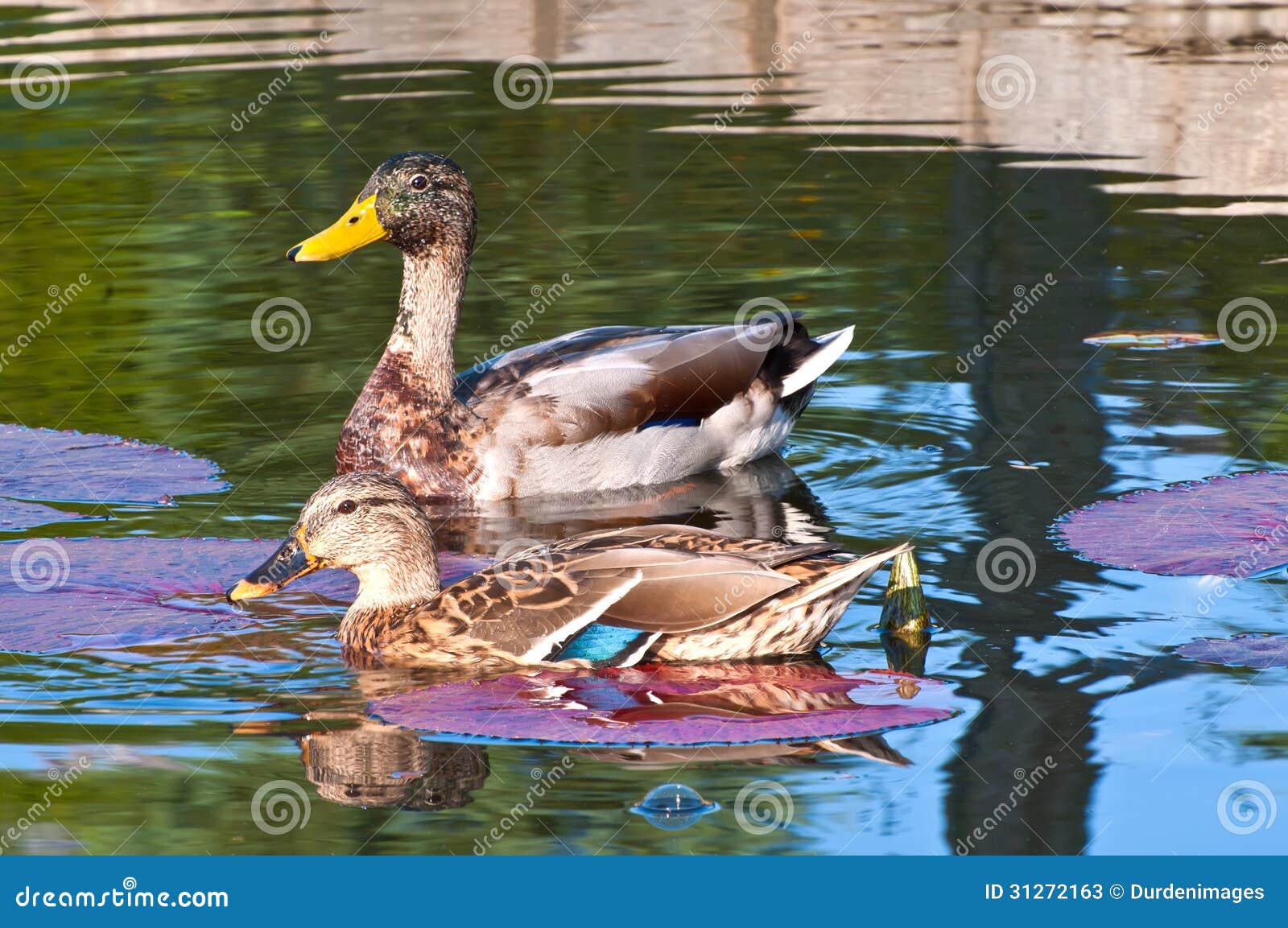 Ducks on a pond stock image. Image of natural, floating - 31272163