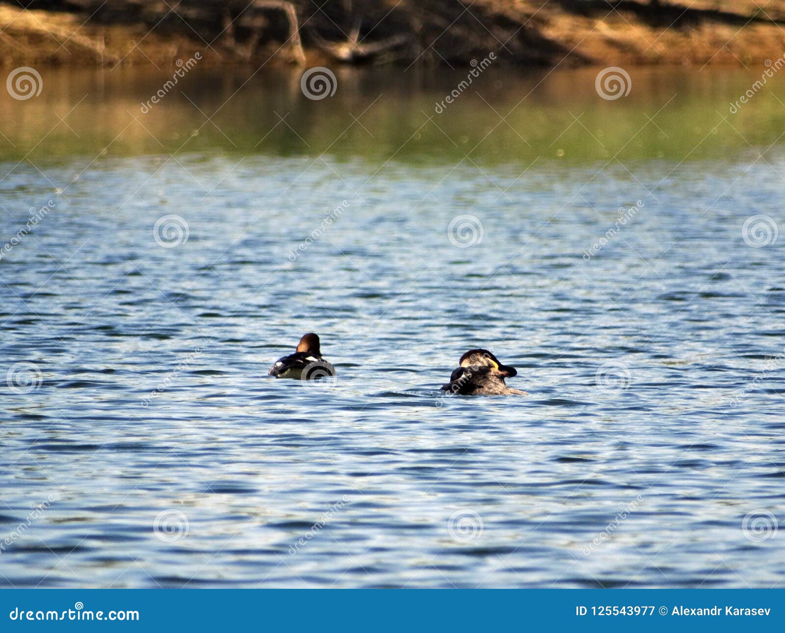 Ducks on the pond stock image. Image of summer, river - 125543977