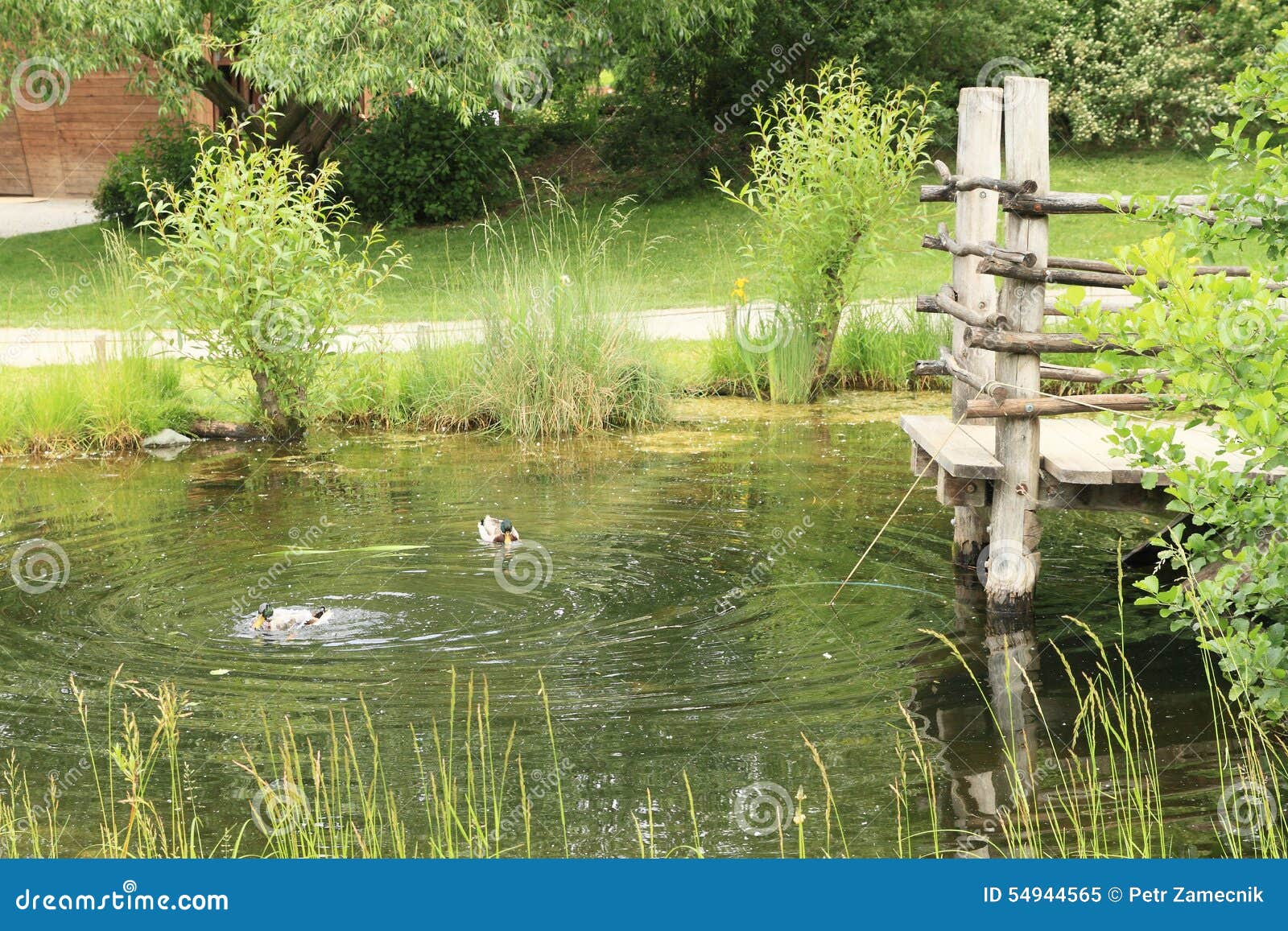 Ducks on pond stock image. Image of swimming, bird, water - 54944565