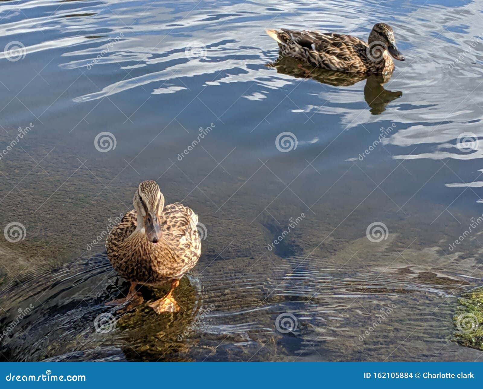 Ducks Pond Water Duck Nature Stock Photo - Image of nature, ducks ...