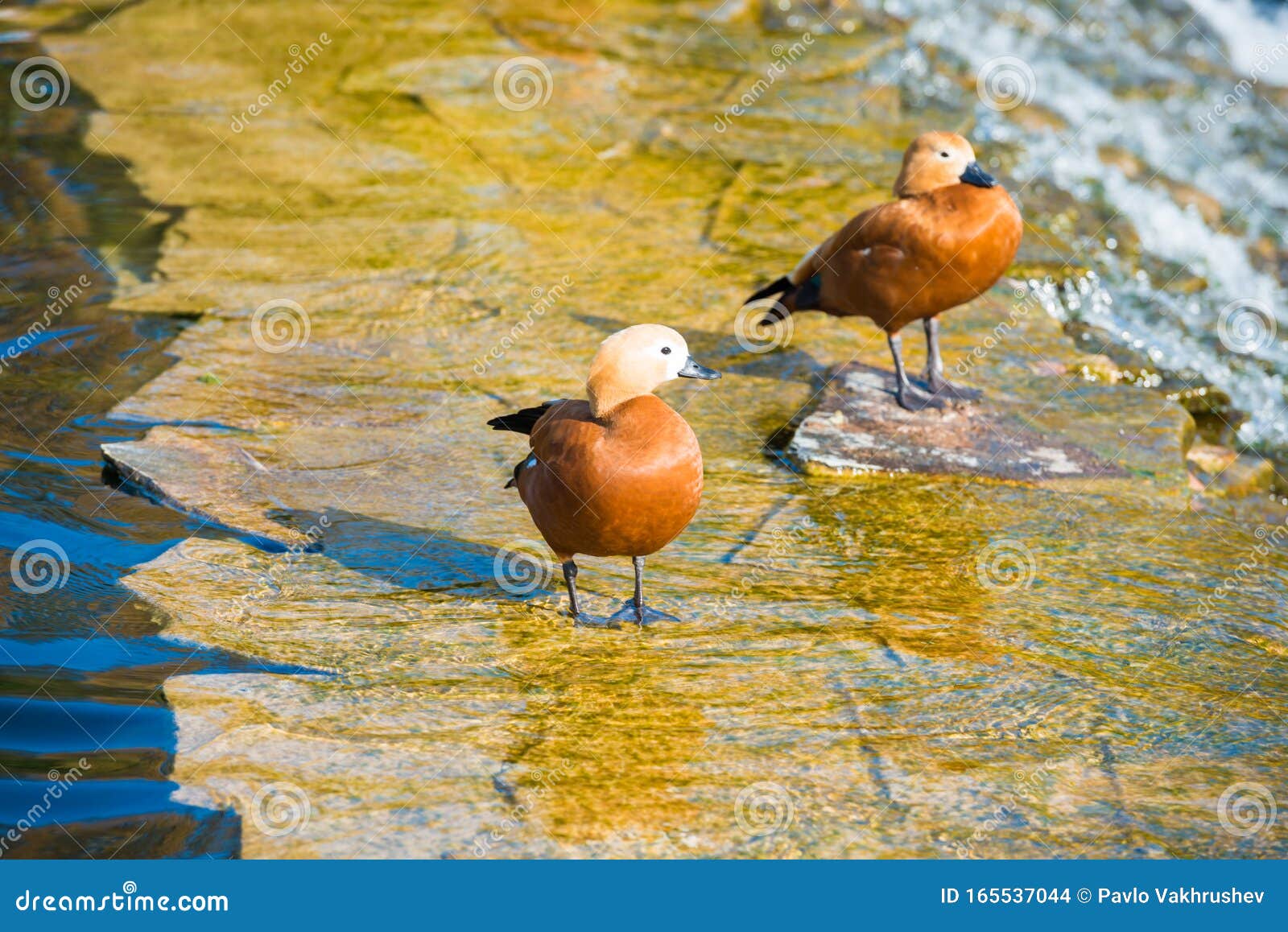 Ducks on a pond stock photo. Image of male, mallard - 165537044