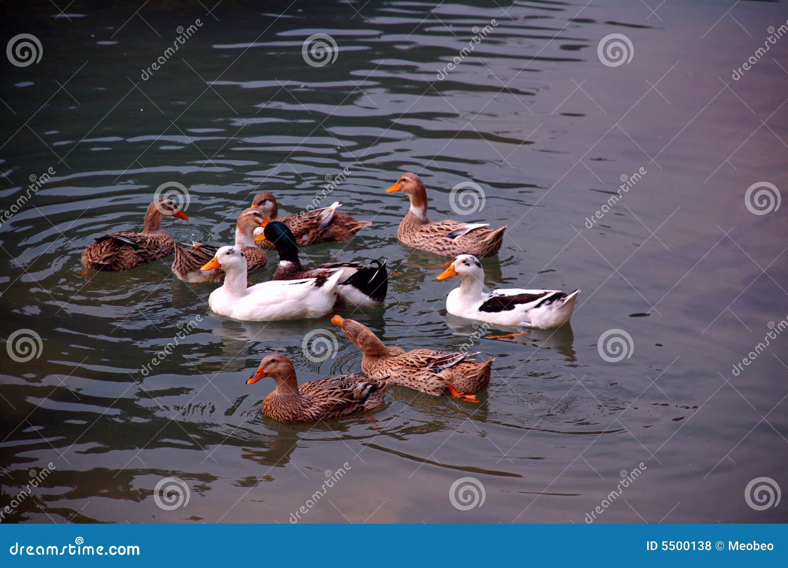Ducks On The Pool Picture. Image: 5500138