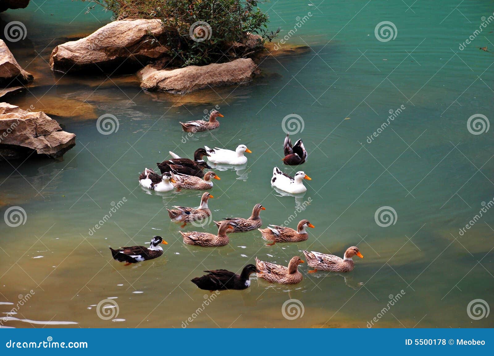 Ducks on the pool stock photo. Image of reflection, vietnam - 5500178
