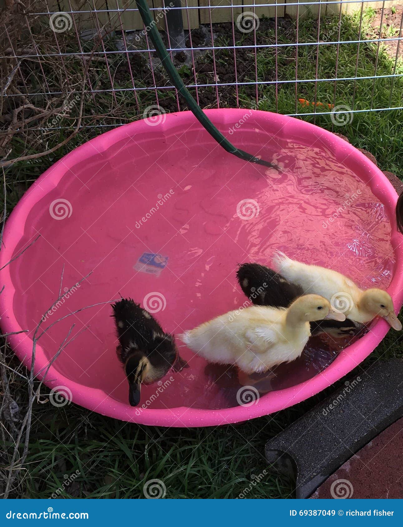Ducks in a pool stock image. Image of gone, life, pool - 69387049
