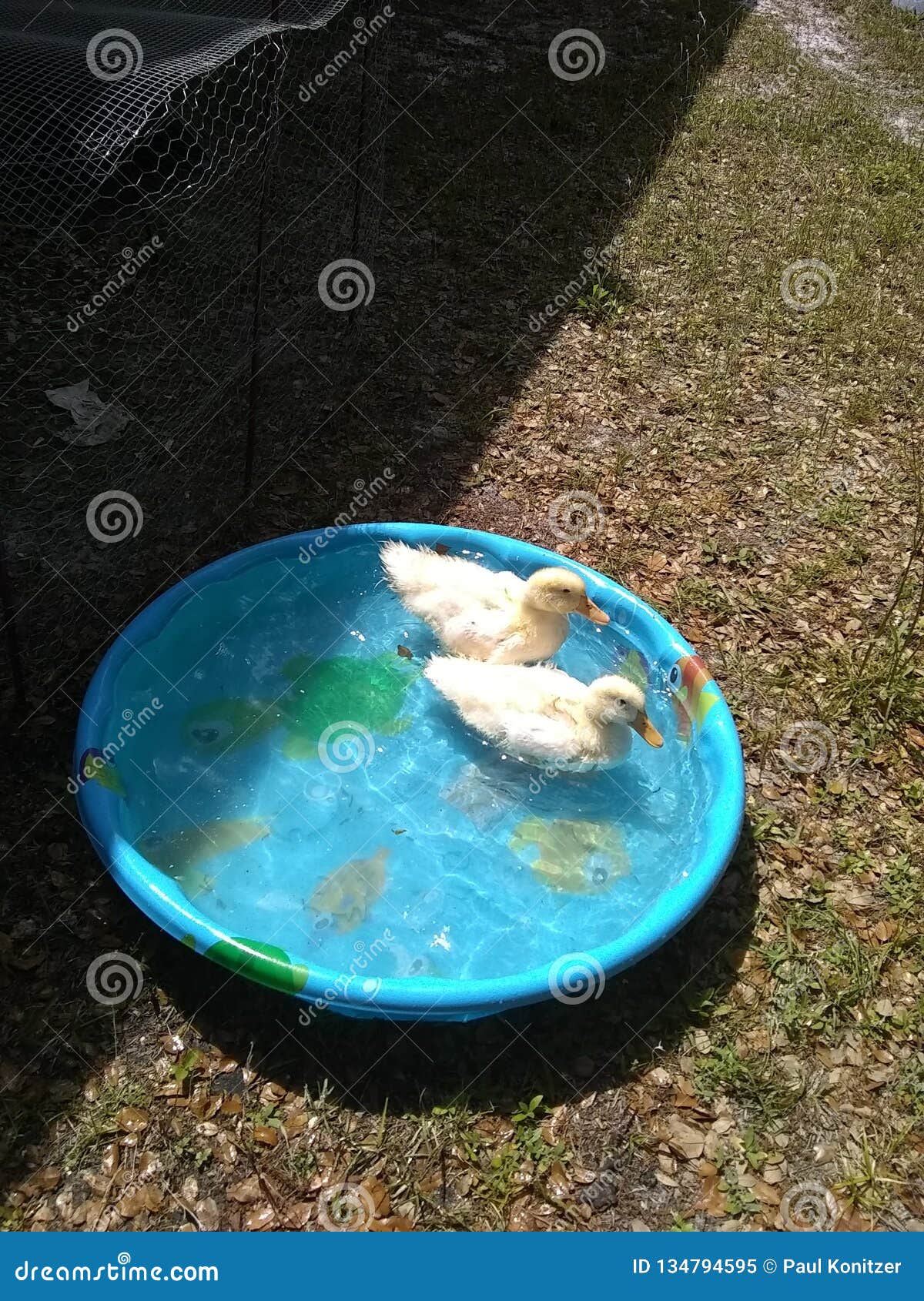 Ducks in pool stock image. Image of pool, ducks, pets - 134794595