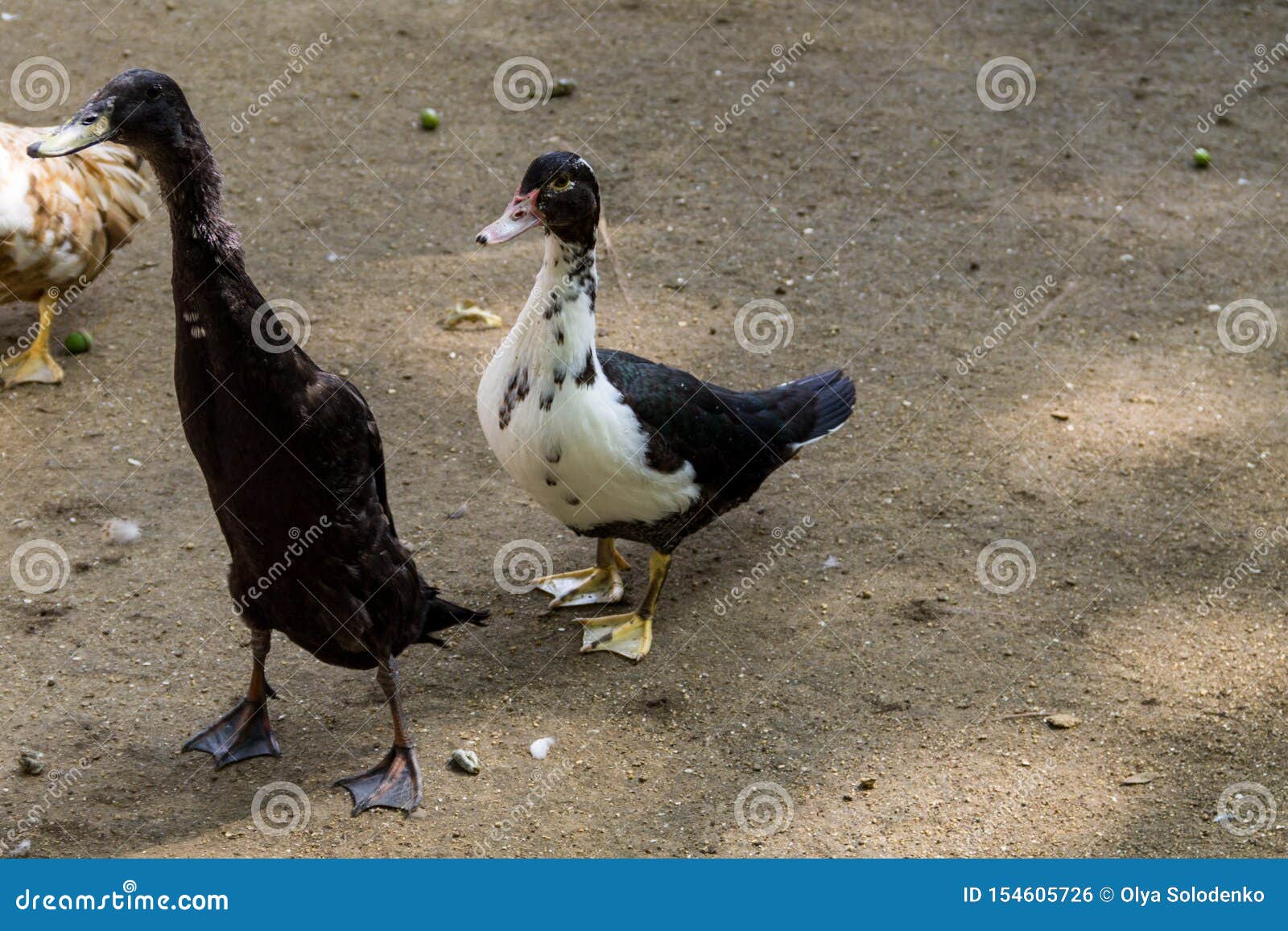 Ducks in poultry yard stock photo. Image of flock, aviary - 154605726