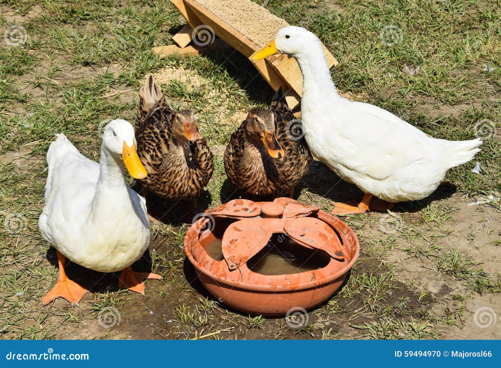 Ducks in the poultry yard stock photo. Image of animals - 59494970