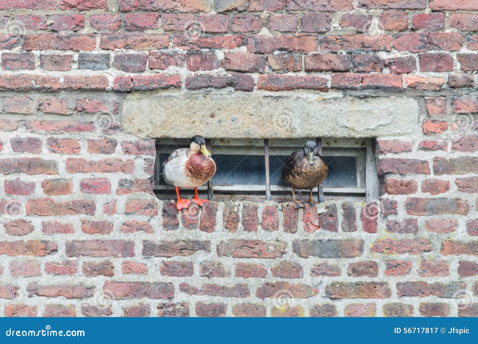 Ducks on a projecting wall stock image. Image of ducks - 56717817