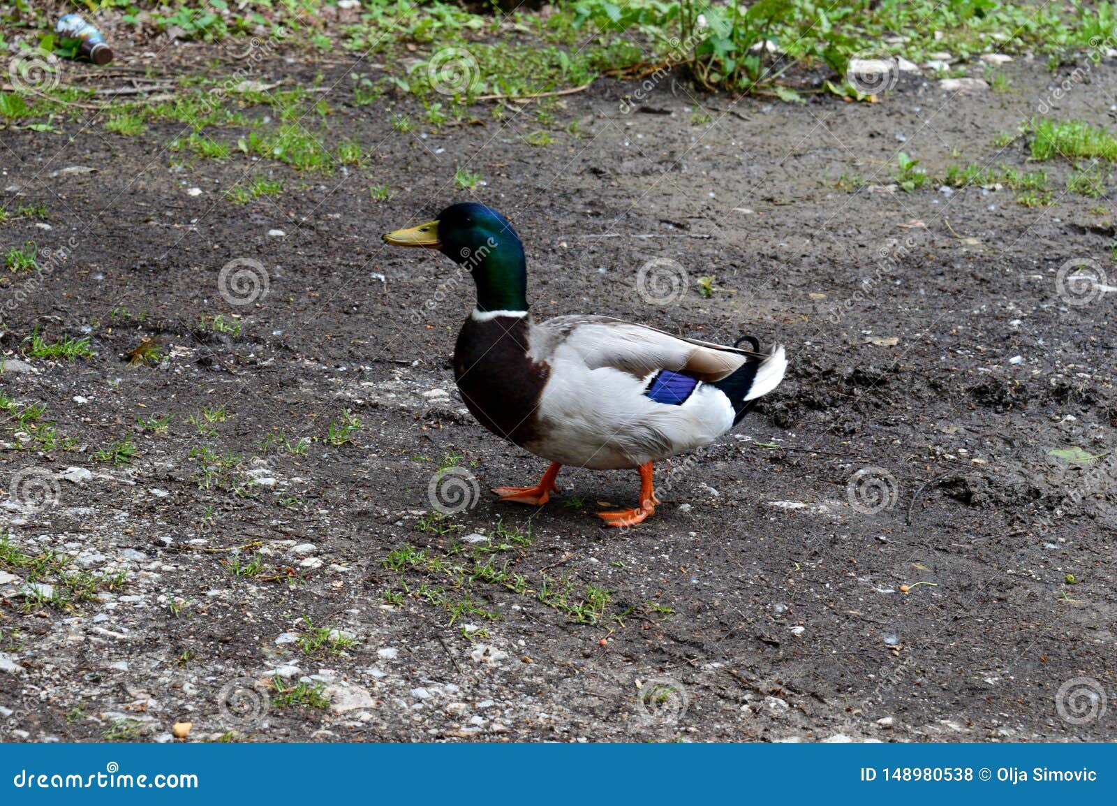 Ducks at the puddle stock photo. Image of animal, color - 148980538