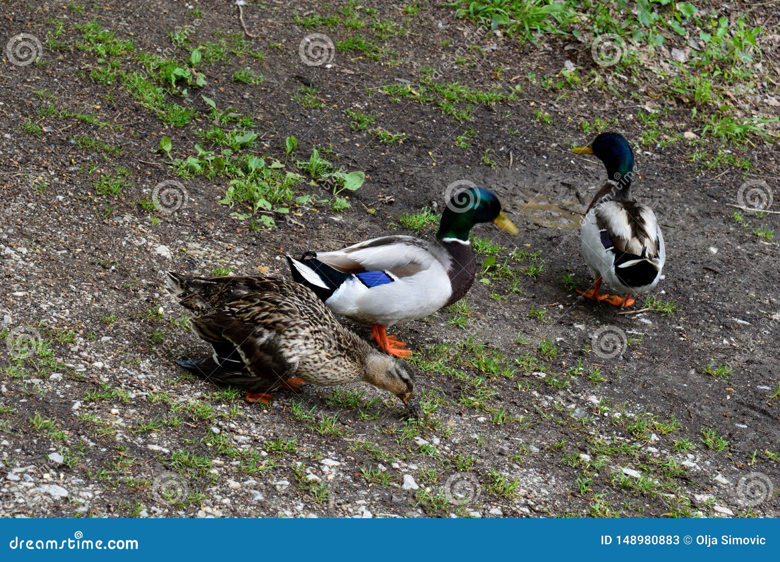 Ducks at the puddle stock image. Image of nature, legs - 148980883