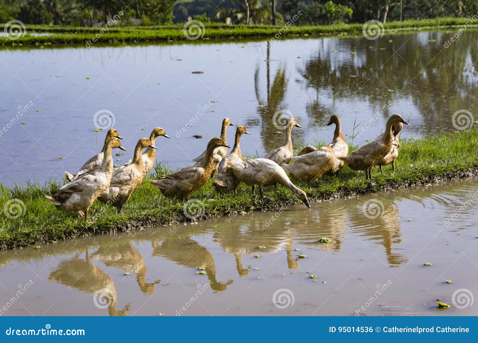 Ducks Queue in the Rice Fields Stock Photo - Image of duckling, lake ...