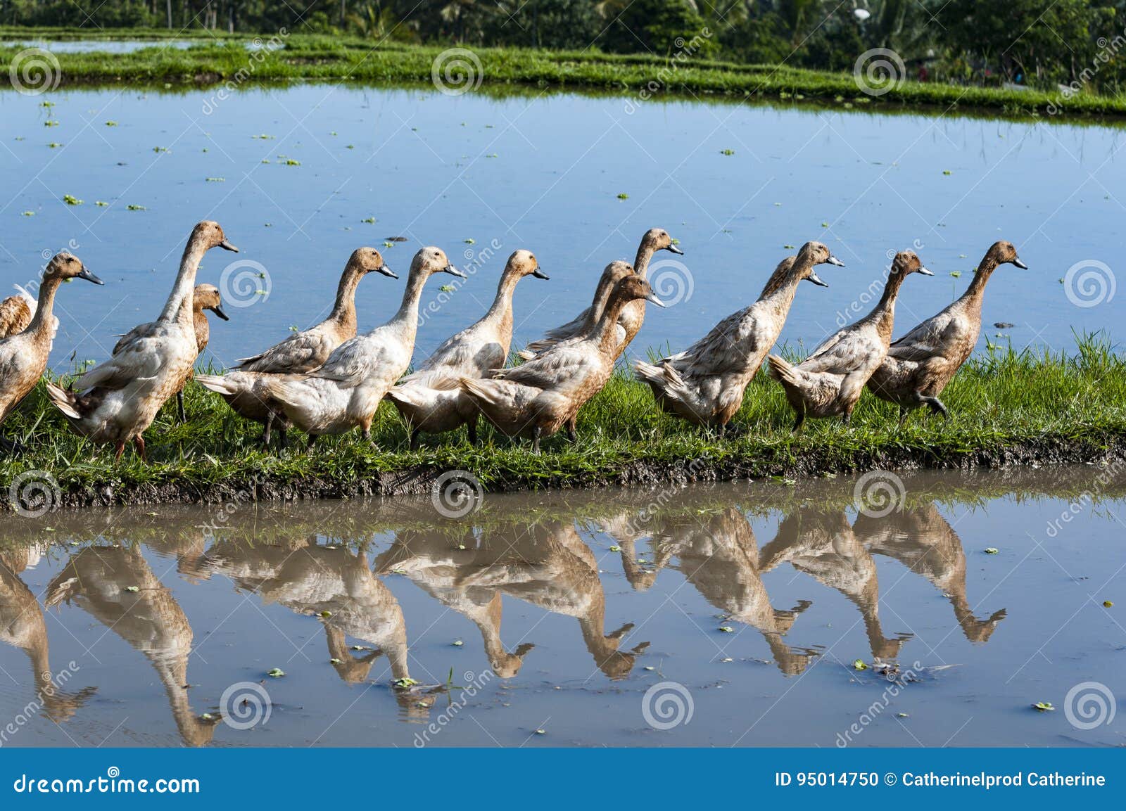 Ducks Queue in the Rice Fields Stock Photo - Image of animal, flying ...