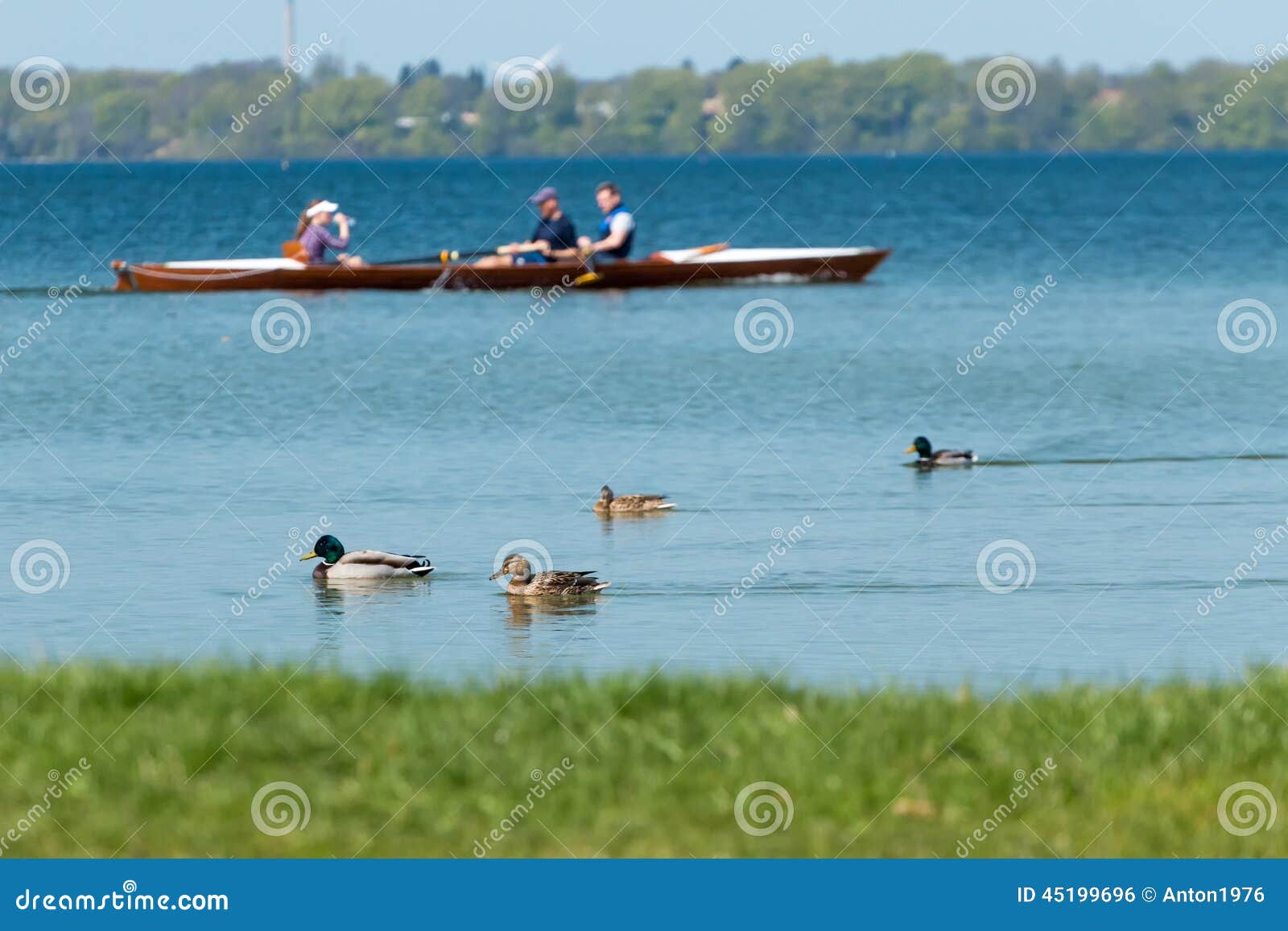 Ducks and racing boat stock photo. Image of grass, time - 45199696