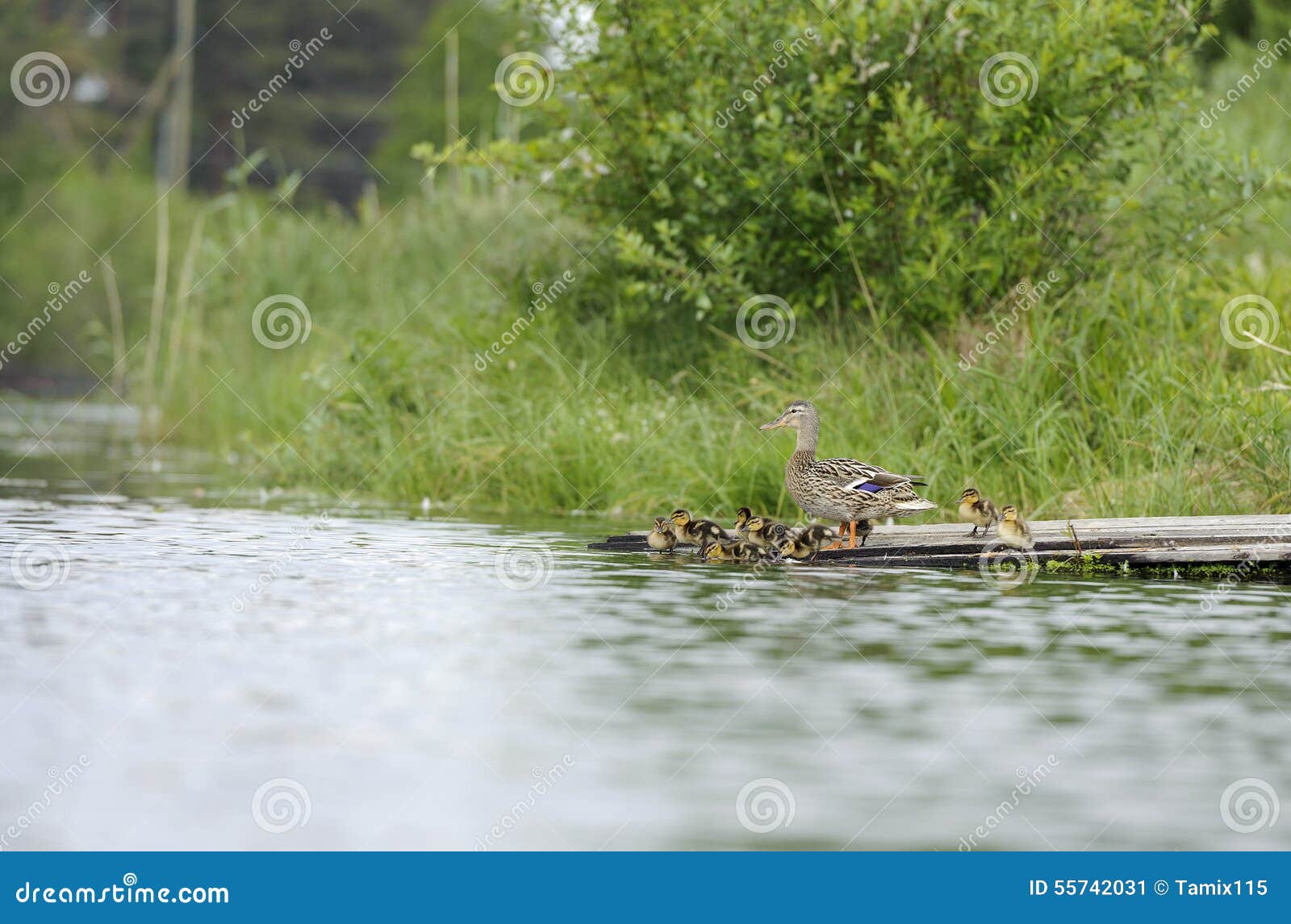 Ducks on a Raft in the Pond Stock Image - Image of swimming, male: 55742031