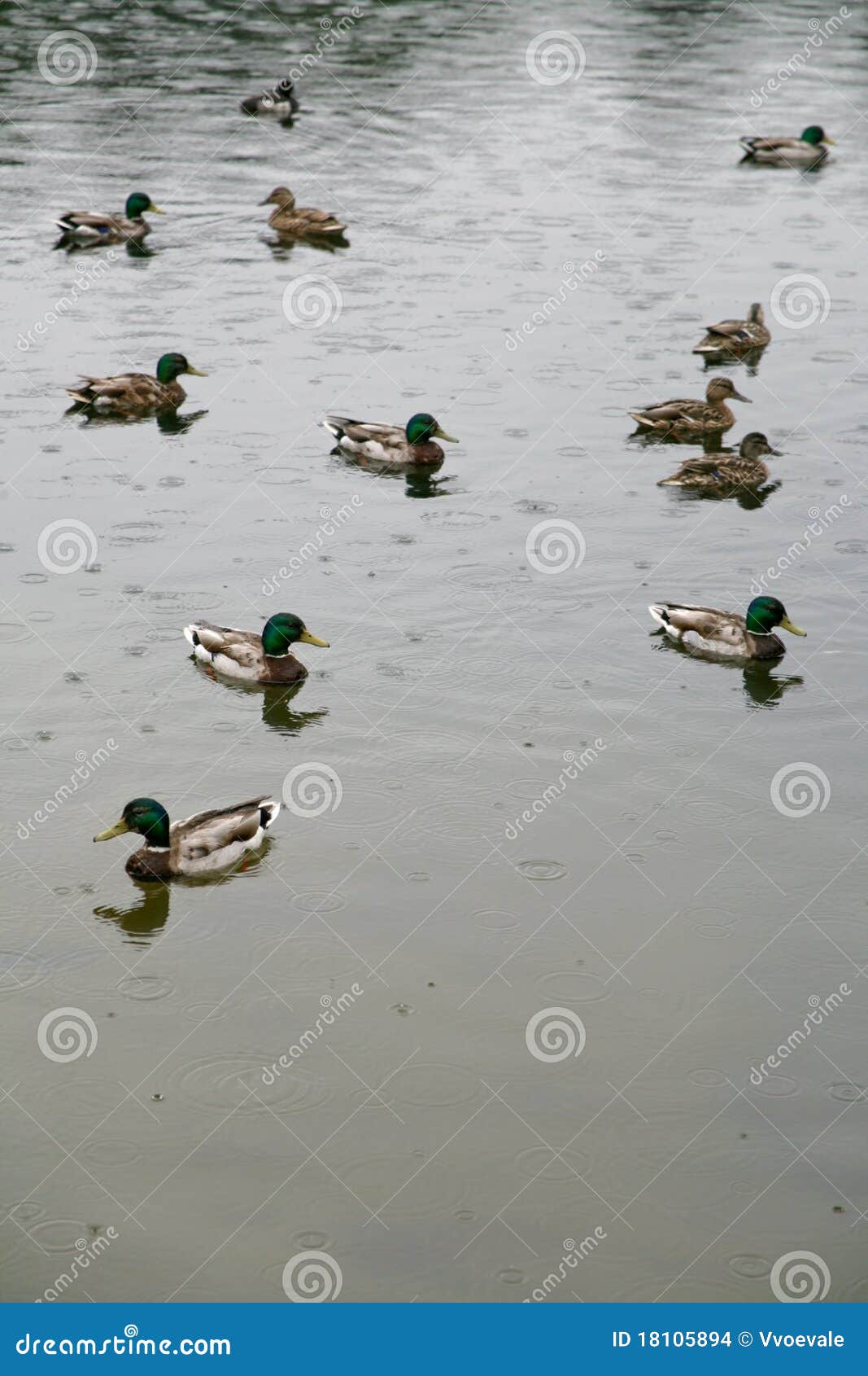 Ducks in rain stock photo. Image of swim, crease, pond - 18105894