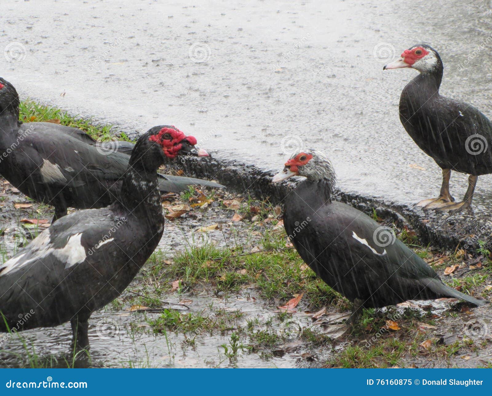 Ducks in the Rain stock image. Image of browardcounty - 76160875