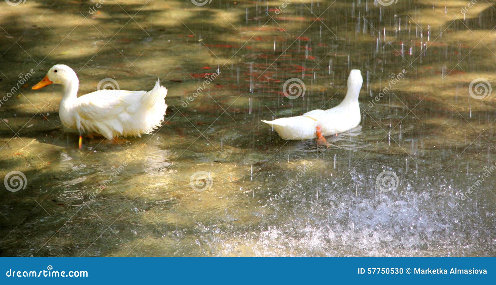 Ducks in the rain stock photo. Image of spring, duck - 57750530