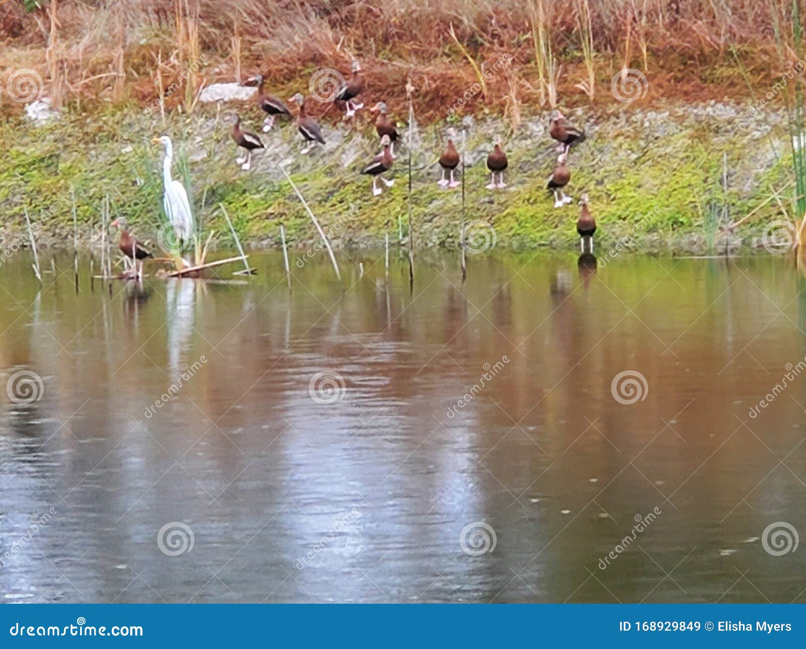 Ducks Rain Whooping Crain Water Stock Image - Image of water, rain ...
