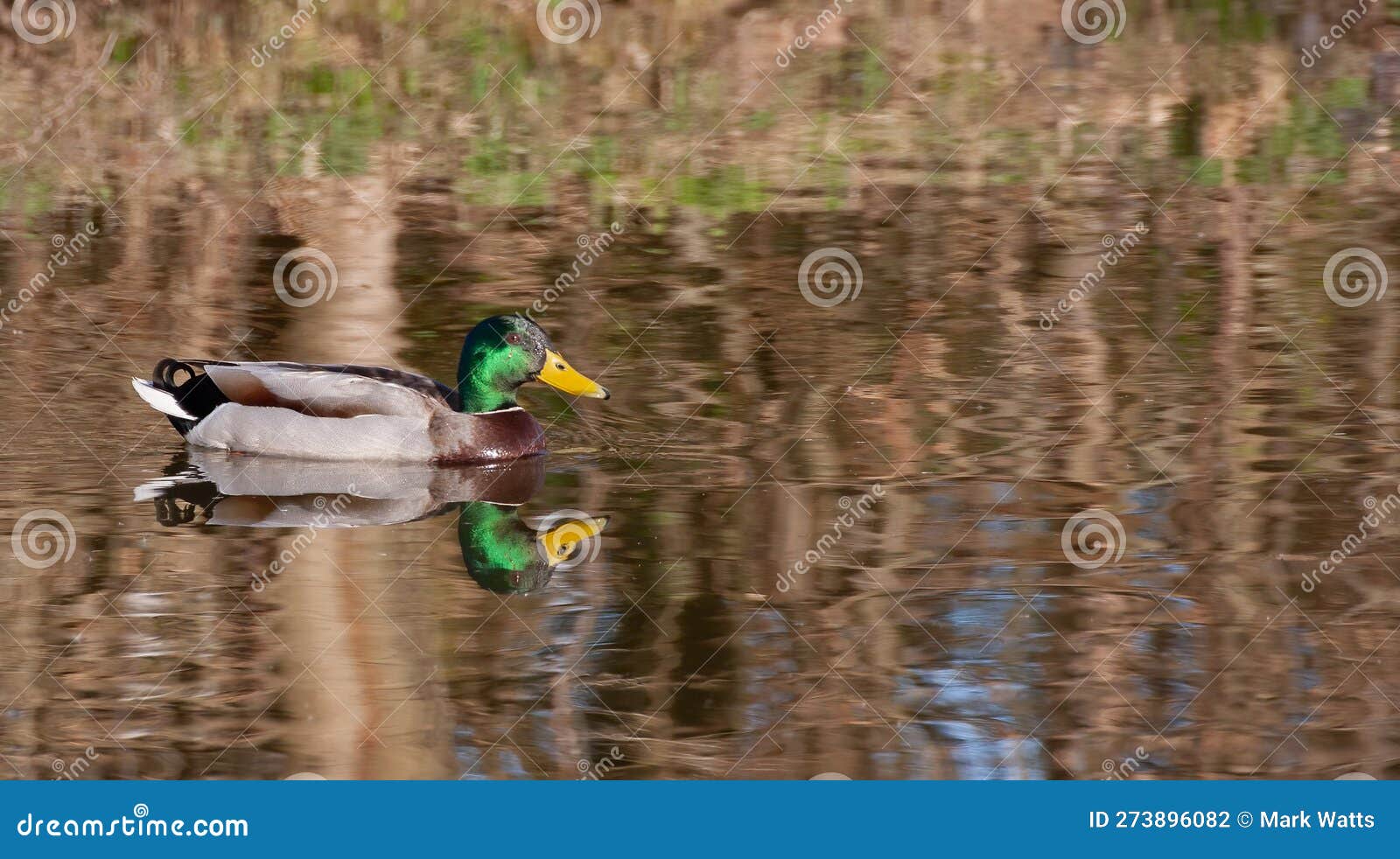 A Ducks Reflection on the Lake Stock Photo - Image of ducks, pond: 273896082