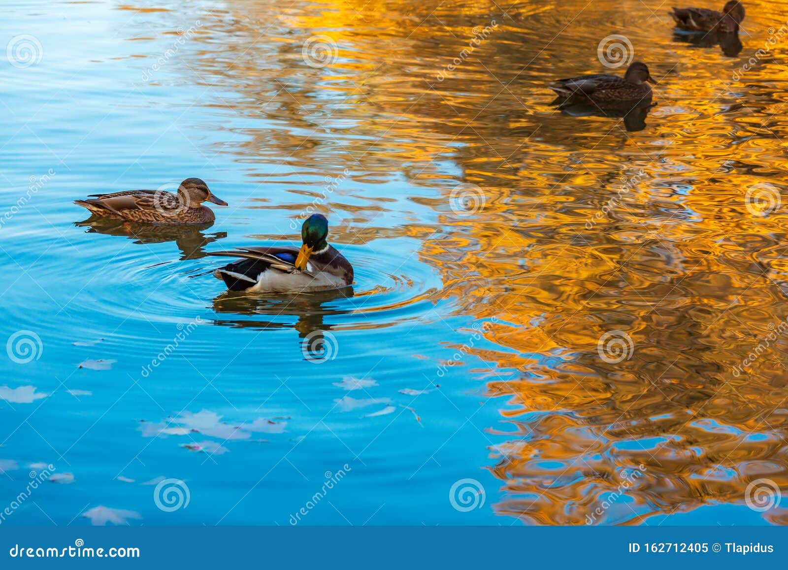 Ducks in the Reflection of the Sky and Yellow Foliage of Autumn Trees Stock Image - Image of ...