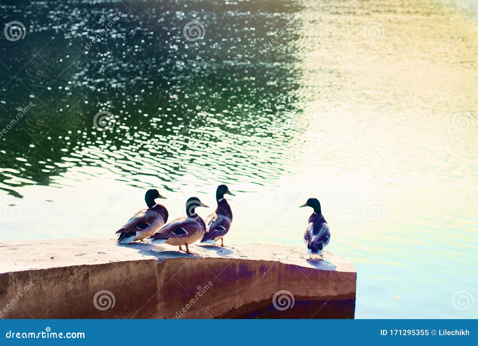 Ducks Relax and Bask in the Sun Stock Image - Image of blue, hands ...