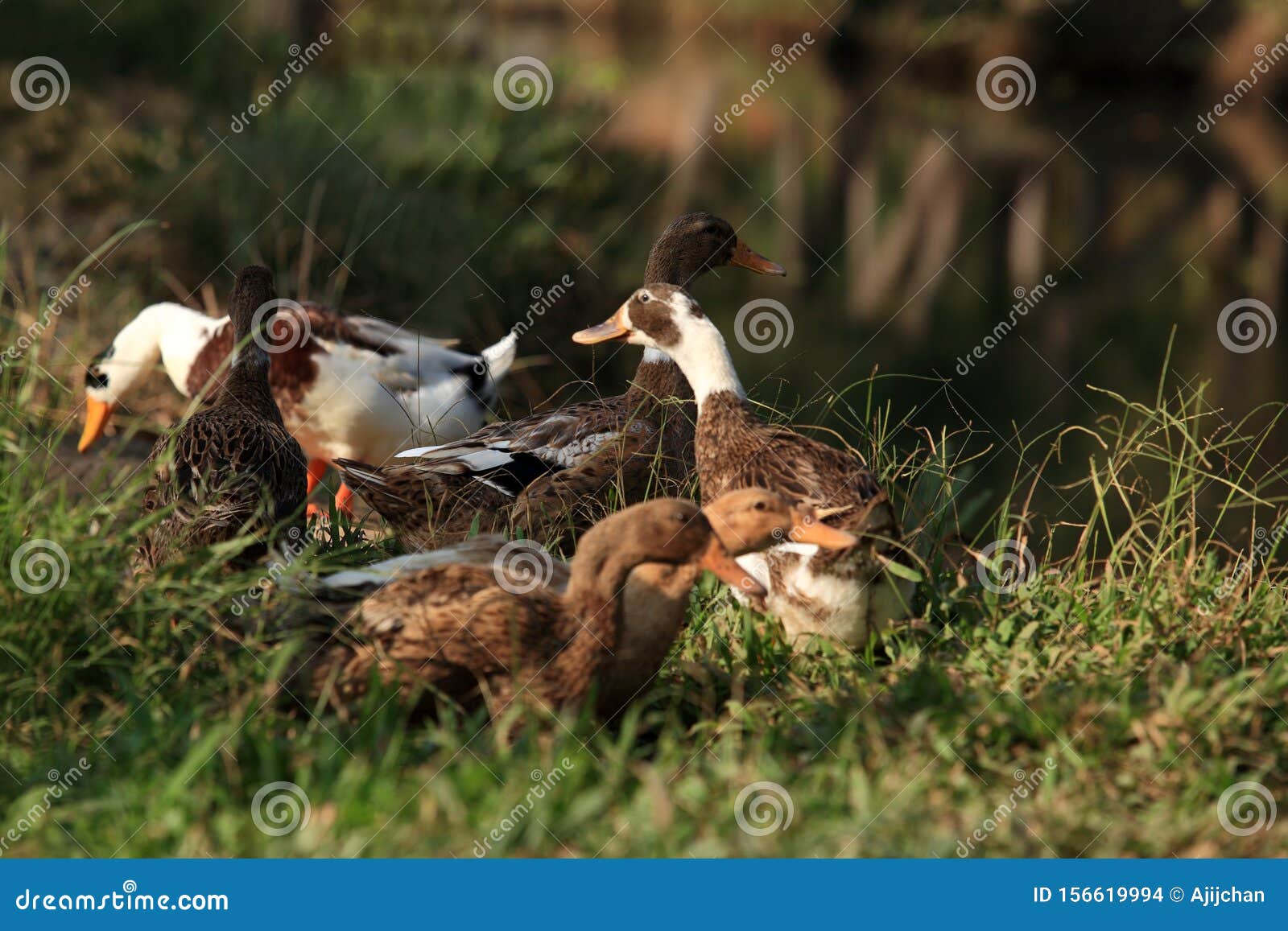 Ducks relax in the grasses stock photo. Image of farm - 156619994