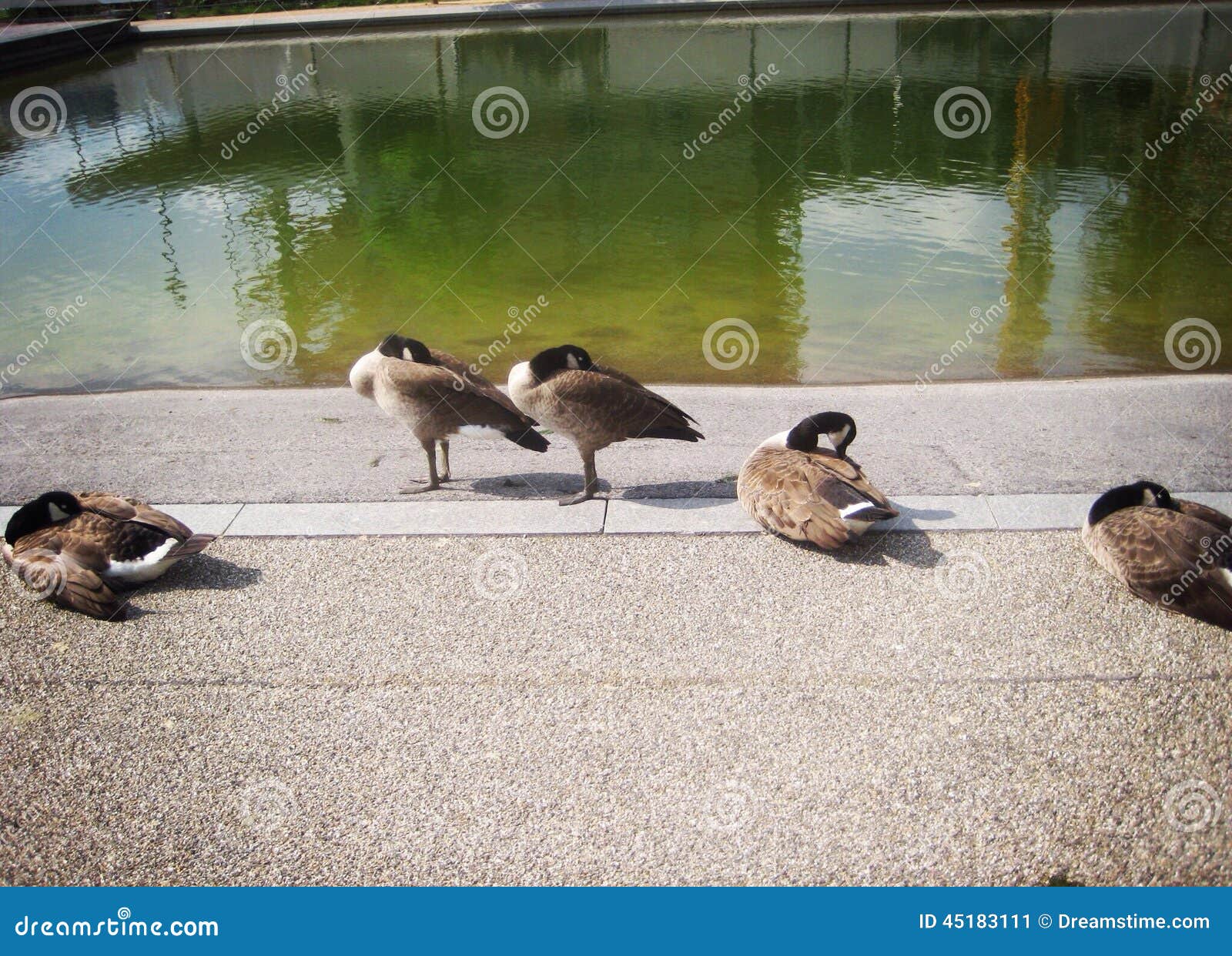Ducks relaxing stock image. Image of relaxation, cute - 45183111