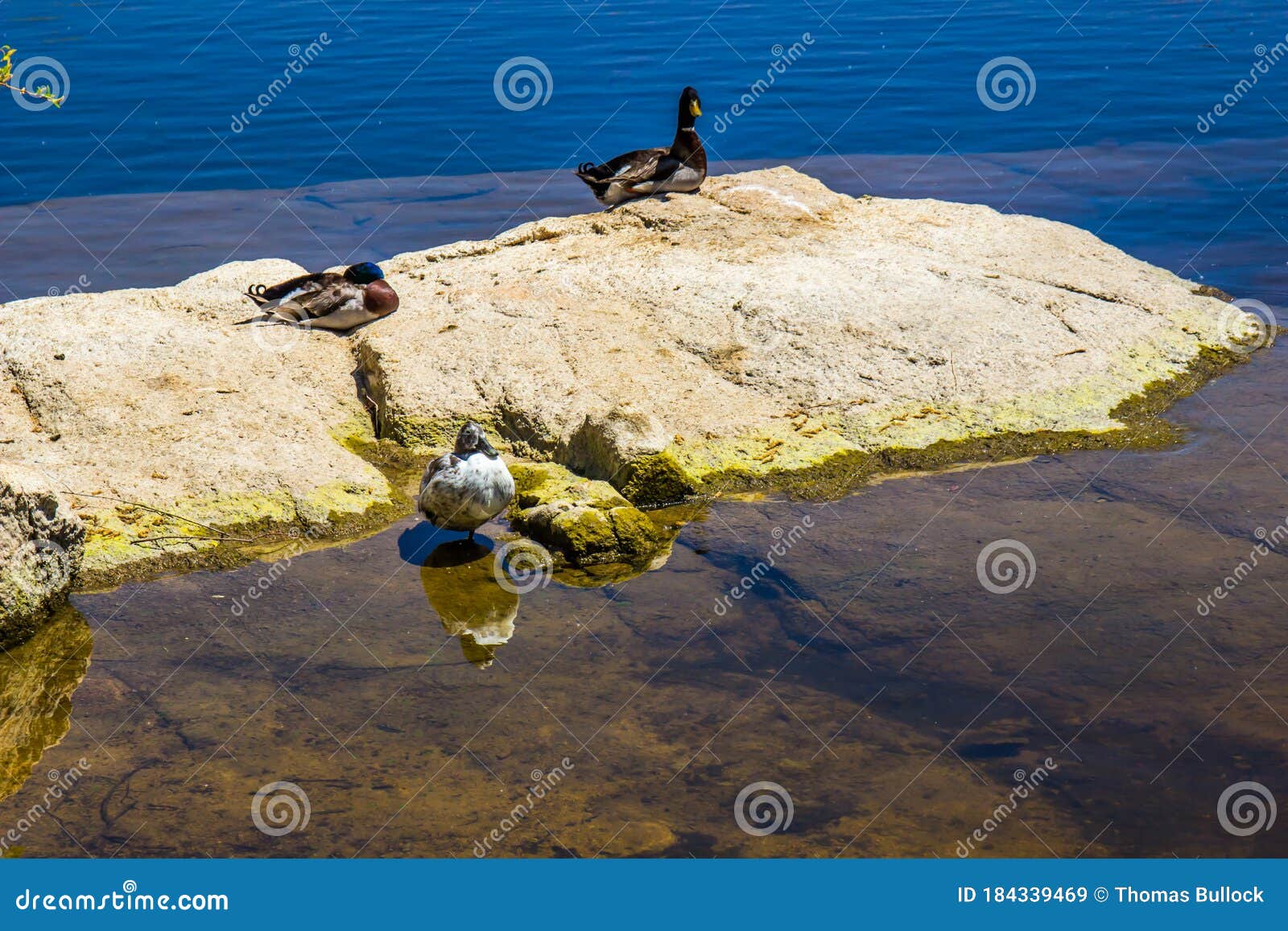 Ducks Relaxing on Lake Shoreline Stock Image - Image of brown, sitting ...