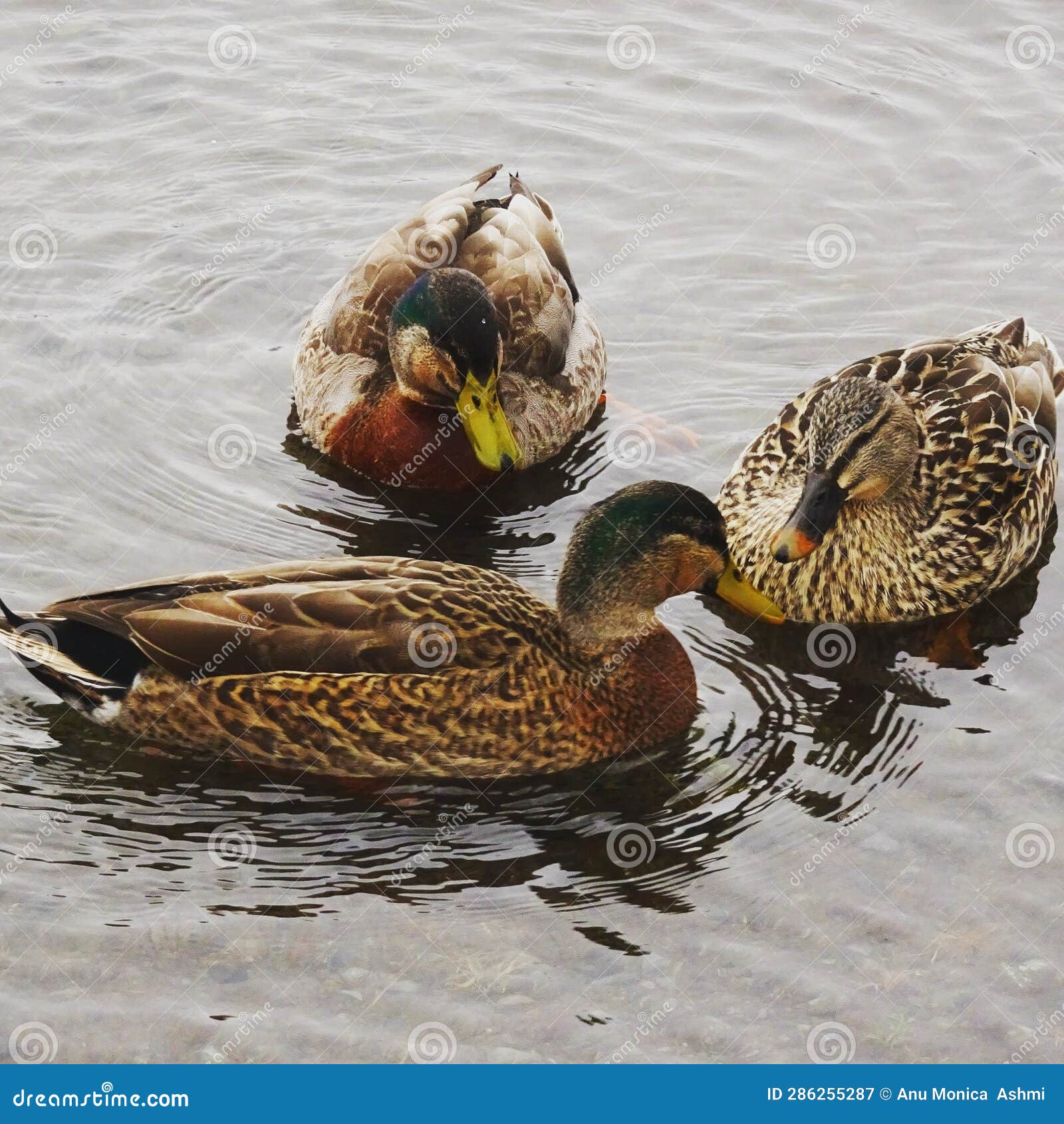 Ducks relaxing in the lake stock image. Image of beak - 286255287
