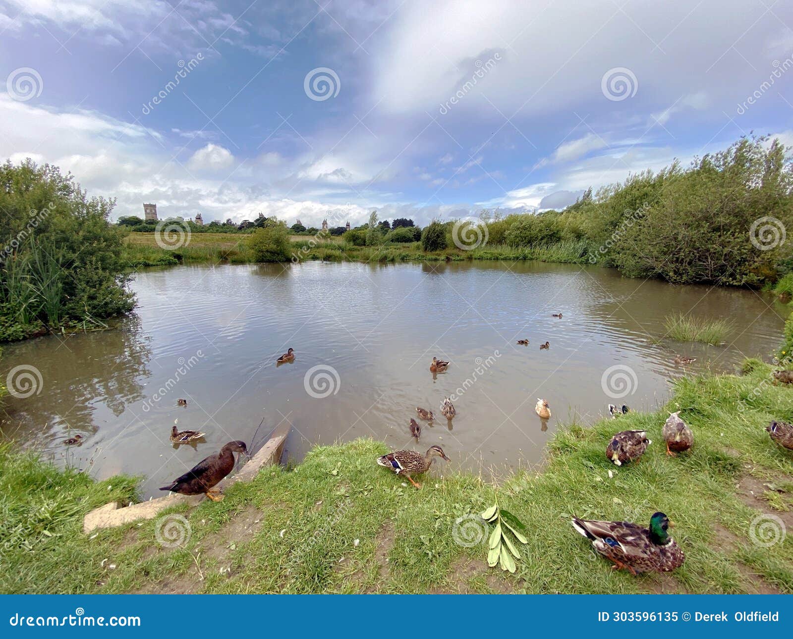 Ducks Relaxing in, Menston, Ilkley, UK Stock Image - Image of river ...