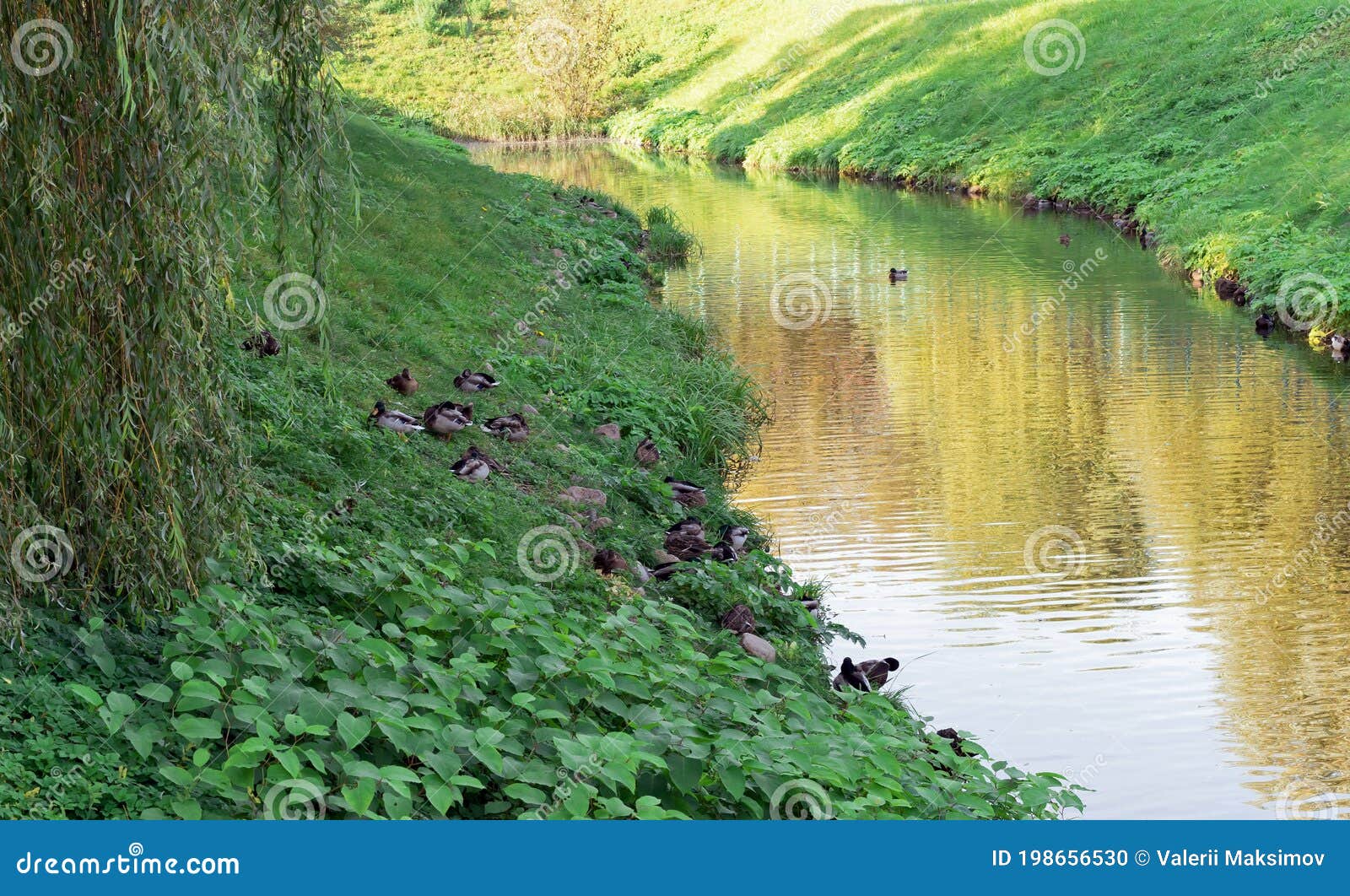 Ducks Rest on a Green Slope by a Small River Stock Photo - Image of ...