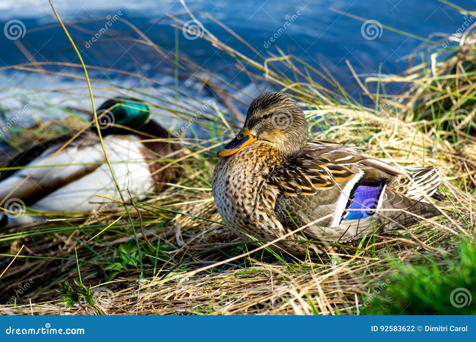 Ducks resting by the lake stock photo. Image of ducks - 92583622