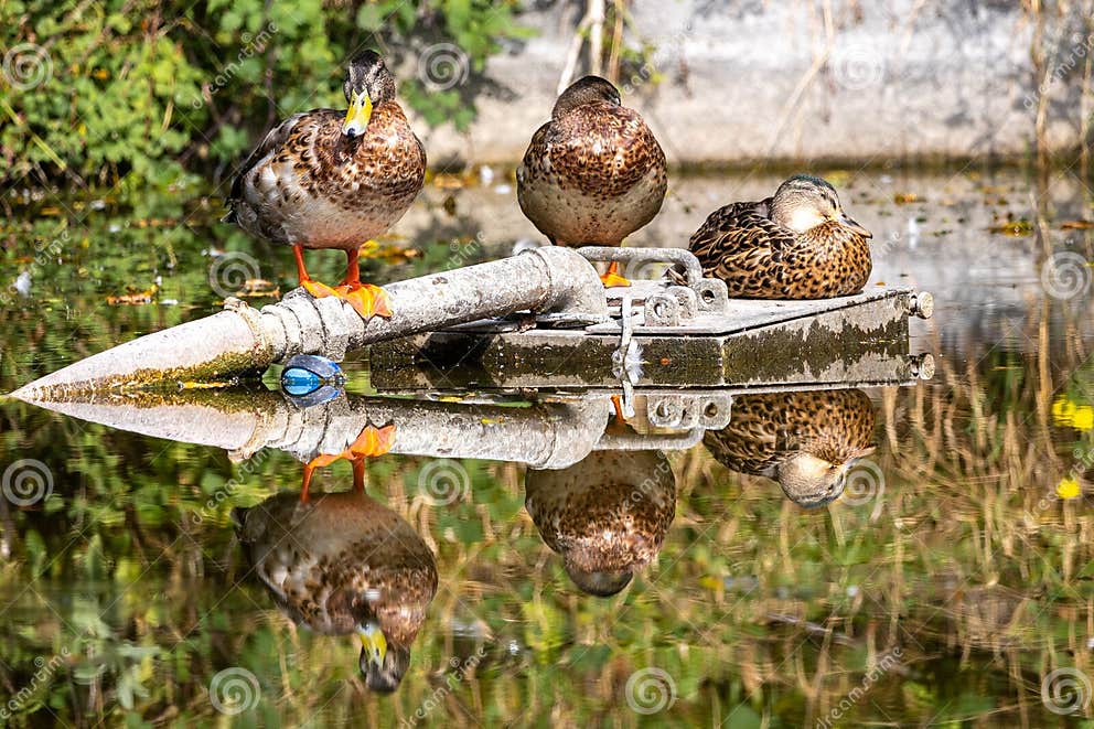 Ducks Resting on a Pipe in a Pond with Reflections Stock Photo - Image ...