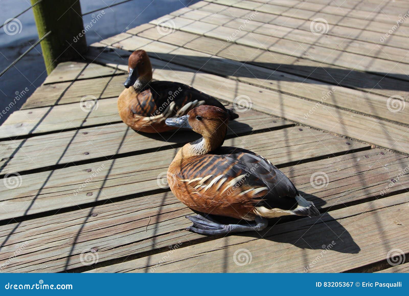 Ducks resting at the sun stock image. Image of view, funny - 83205367