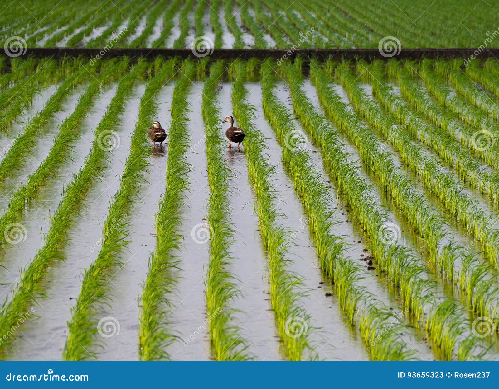 Ducks in a rice field stock image. Image of japan, green - 93659323