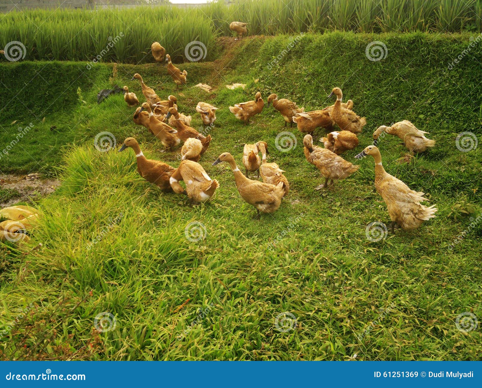 Ducks in the Rice Fields stock image. Image of background - 61251369