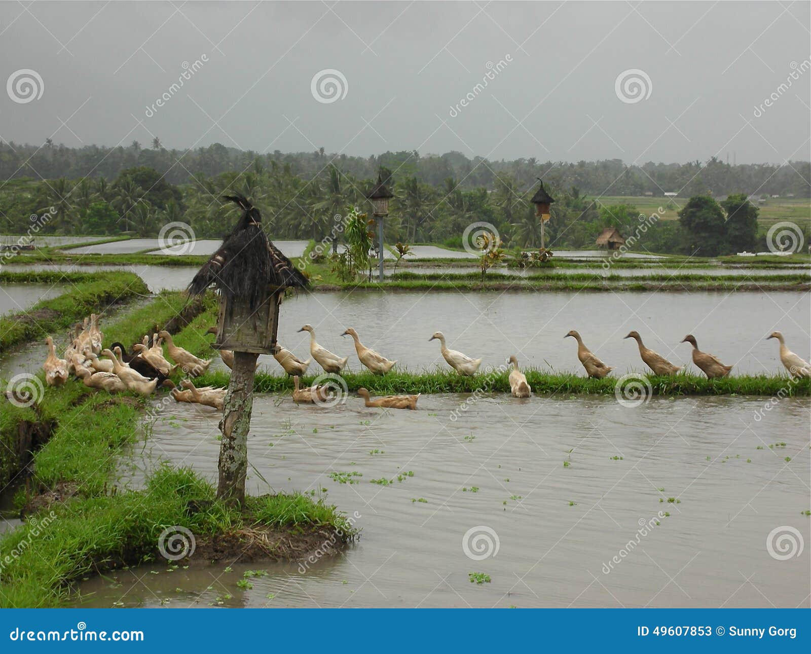 Ducks In Rice Paddies, Ubud, Bali Stock Image | CartoonDealer.com #97029445